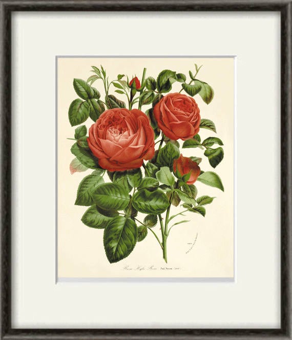 Red Rose antique prints wall decor Flower decor botanical | Etsy