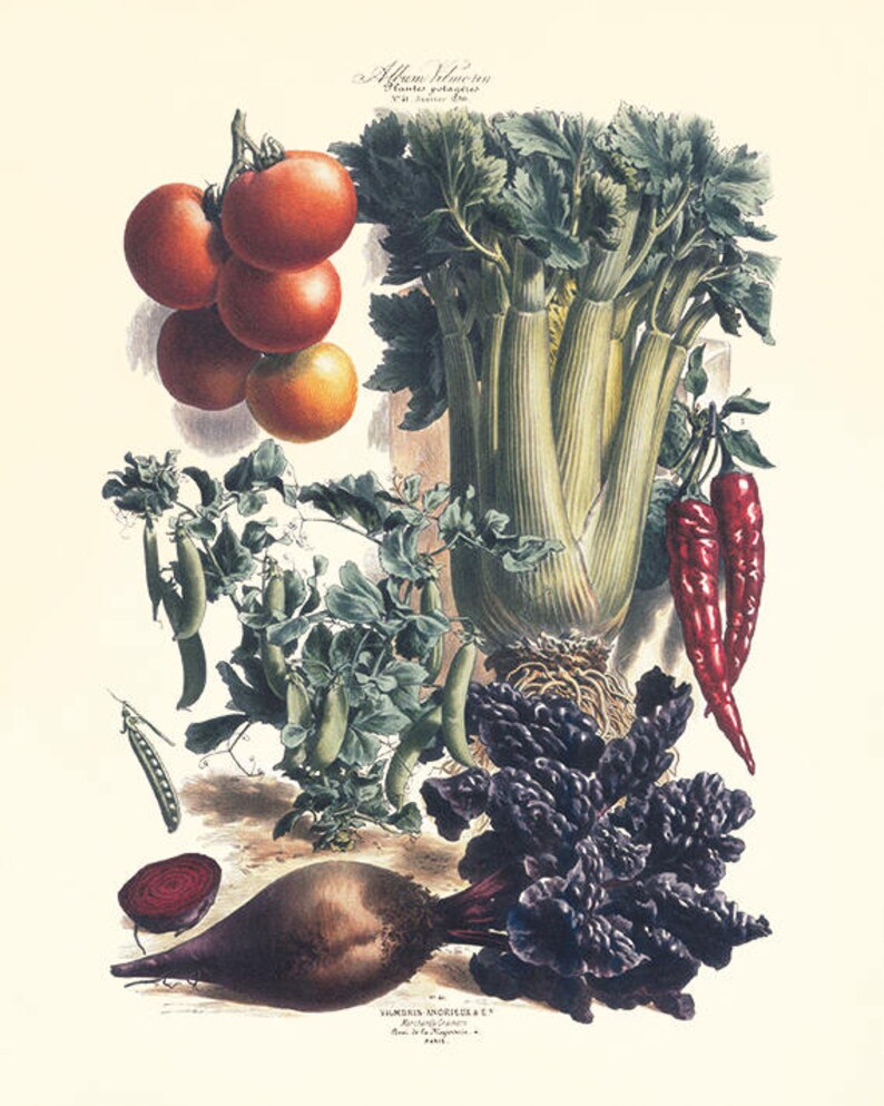 Vegetable Art Print Antique Botanical Print Vegetable Print - Etsy