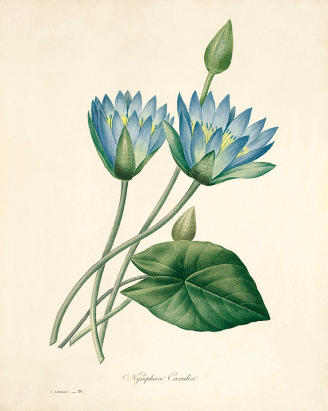 Blue Botanical Print Set: Vintage French Flower Art, Victorian Cottage ...