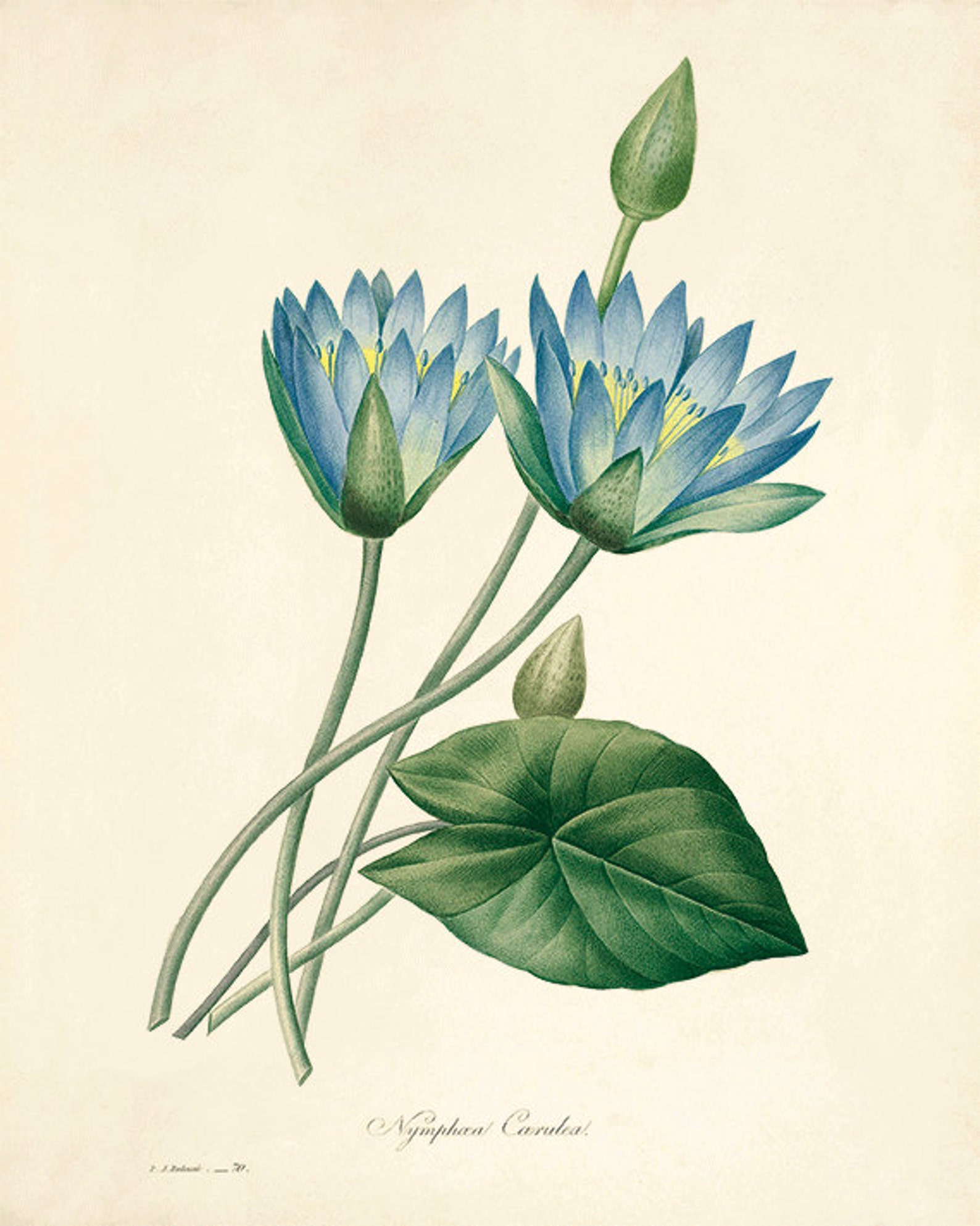 Blue Botanical Prints Vintage Flower Art Cottage Wall Art - Etsy