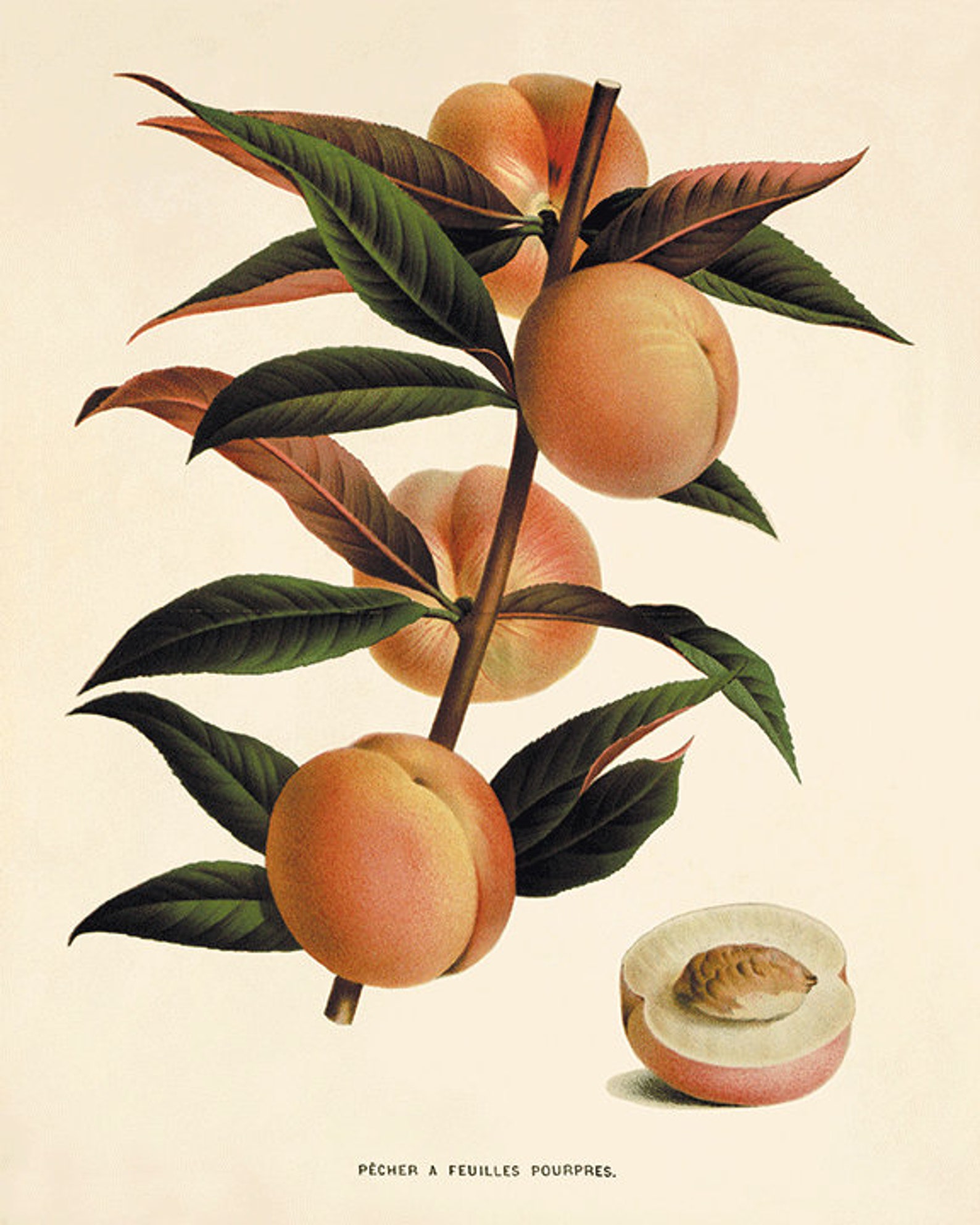 Antique Fruit Art Print Vintage Kitchen Art Print Antique - Etsy