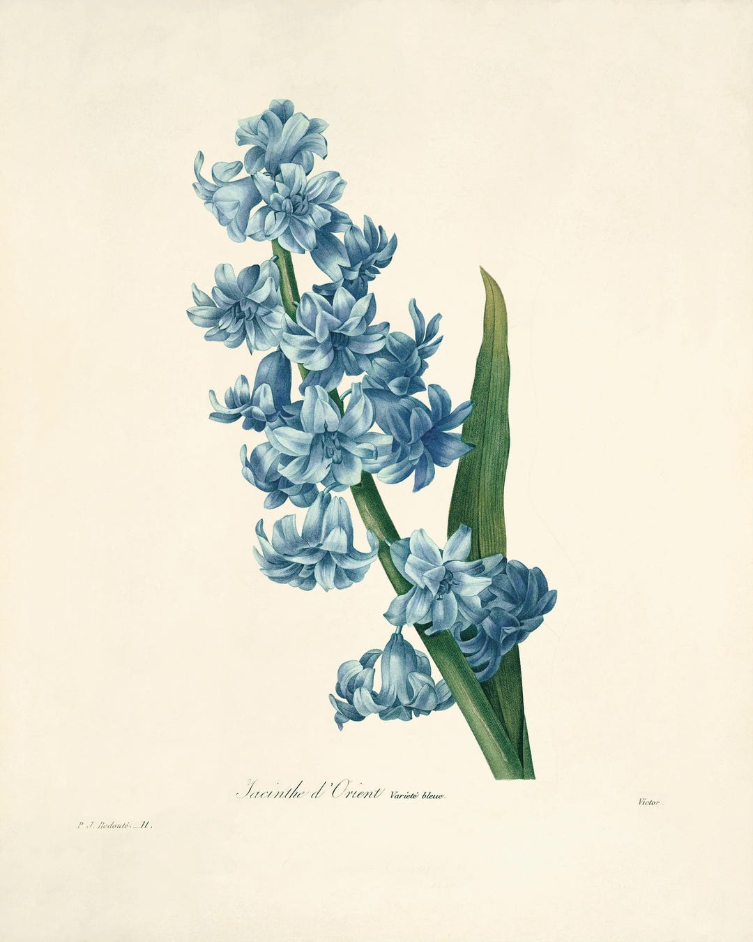 Hyacinth Botanical Print: Vintage French Cottage Wall Art - Etsy