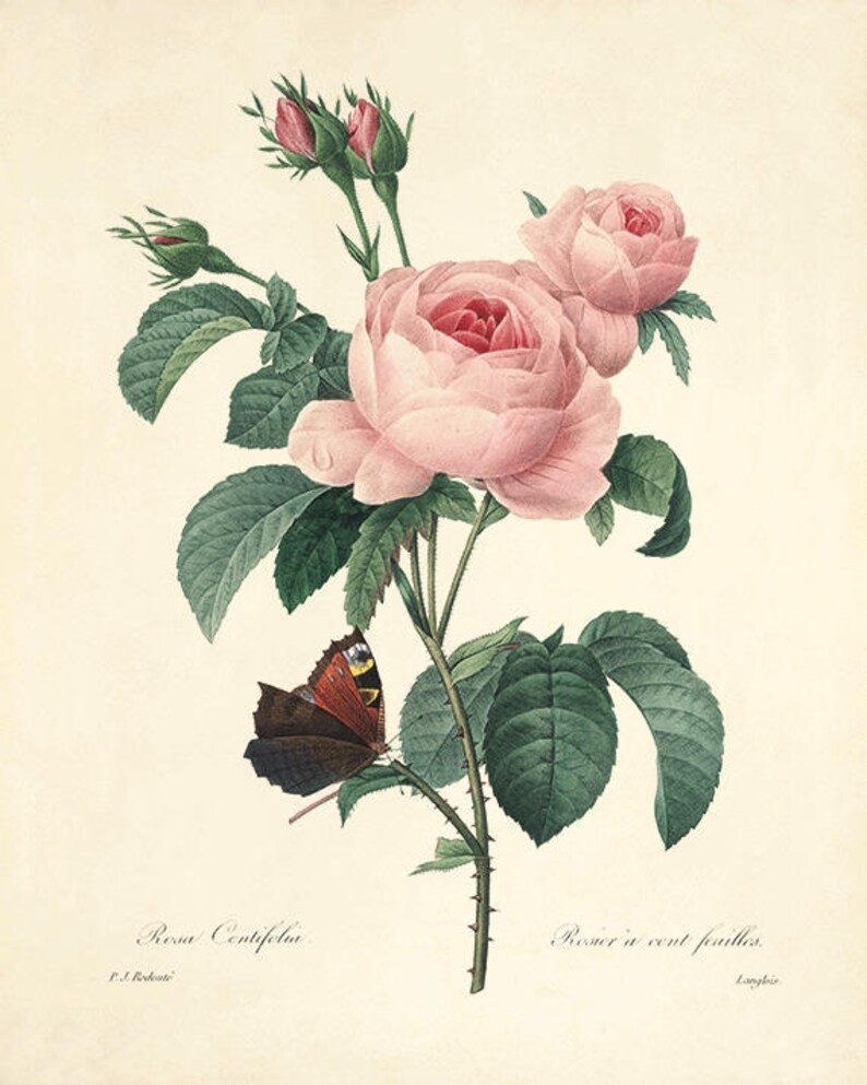 Rose Art Print Poster Antique Prints Botanical Art Prints Home - Etsy