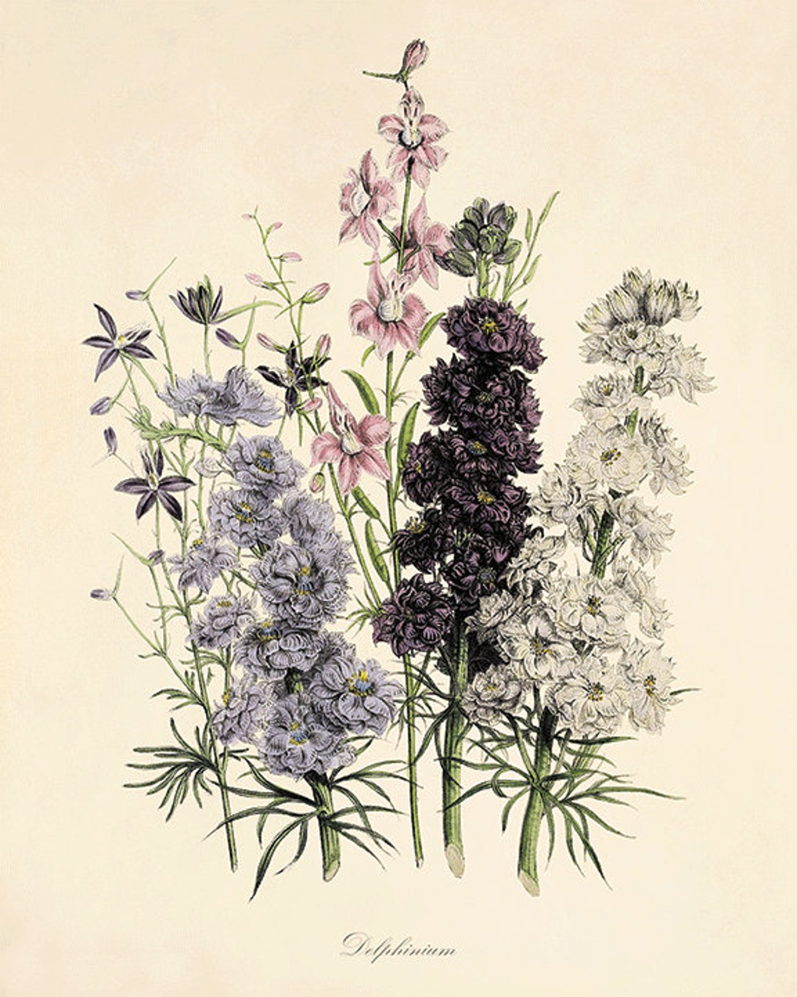 Antique Botanical Prints SET of 4 Botanical Art Prints Flower Prints ...