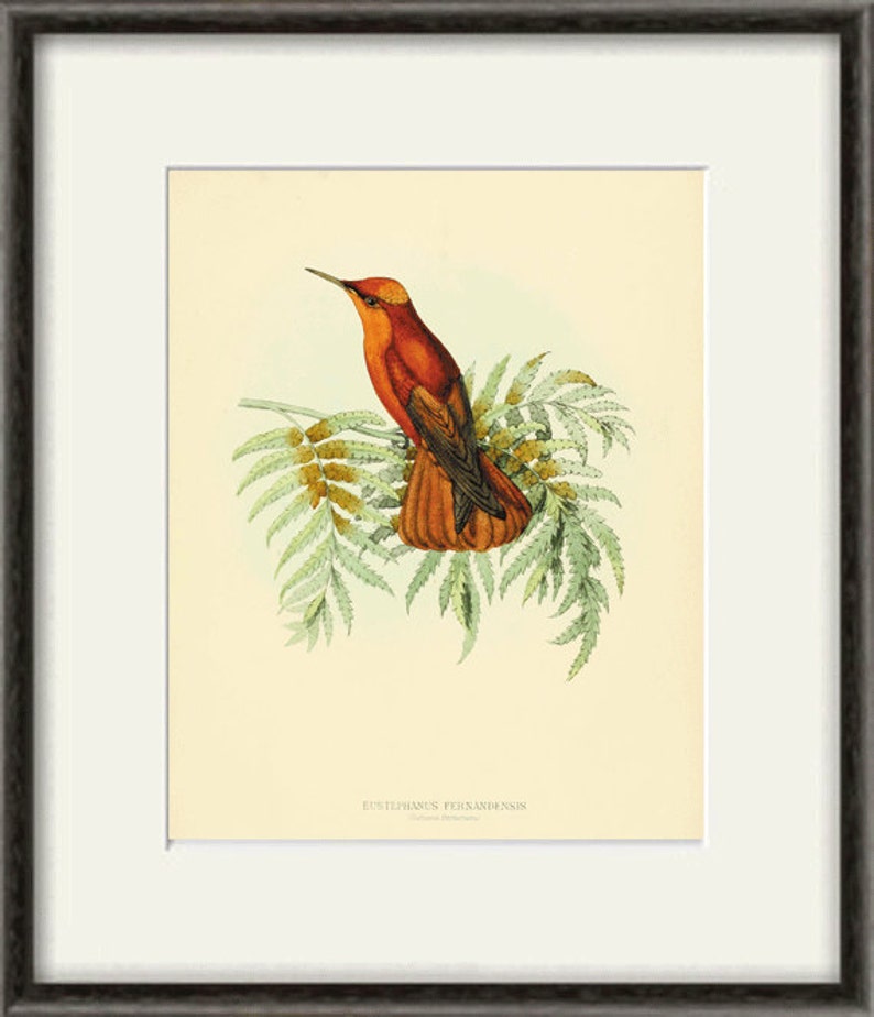 Antique Hummingbird Print: Vintage Bird Illustration, Natural History ...