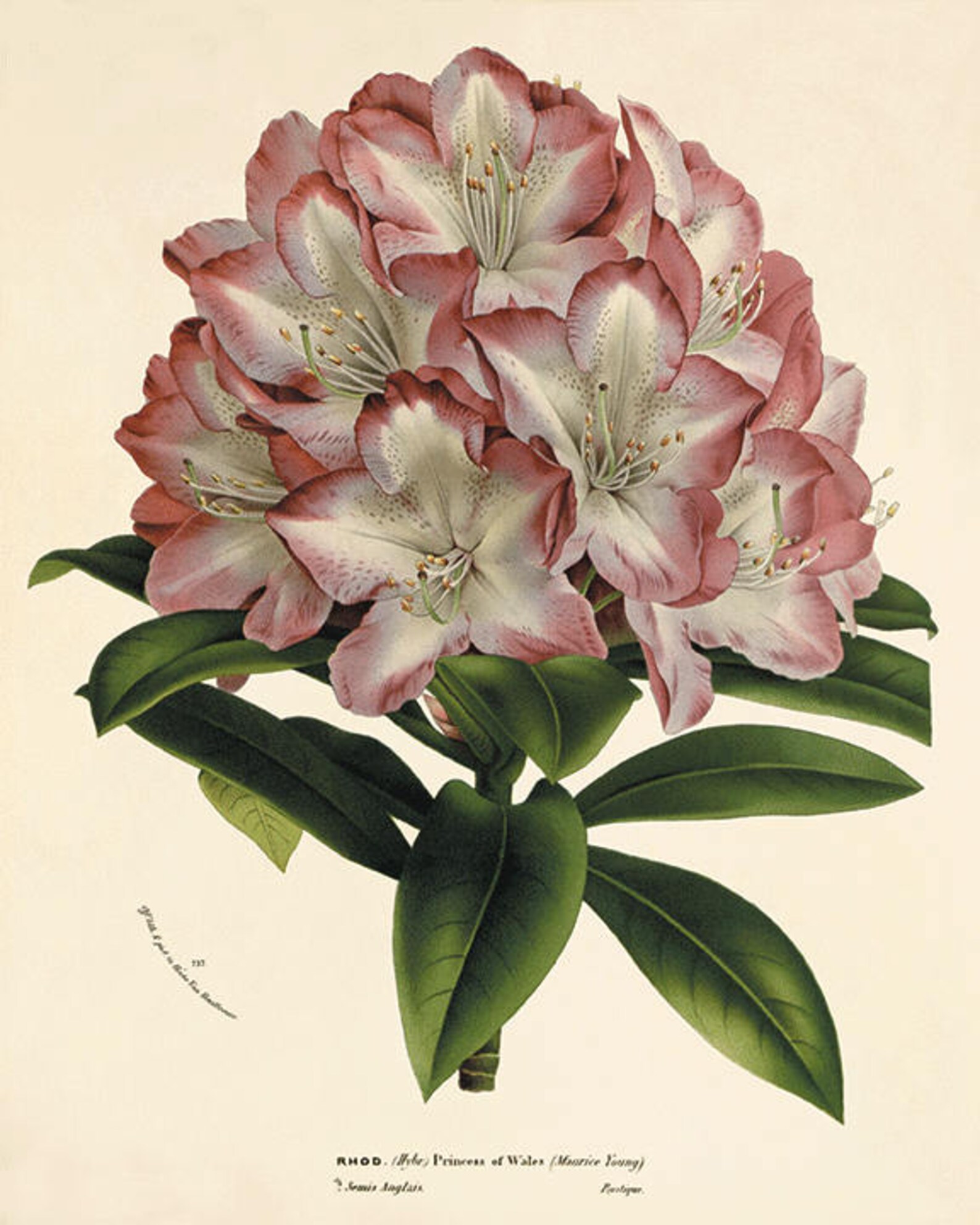 Rhododendron Antique Botanical Art Prints Antique Prints - Etsy