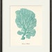 Green Sea Coral Art Nautical Print Set Sea Art Print Vintage - Etsy