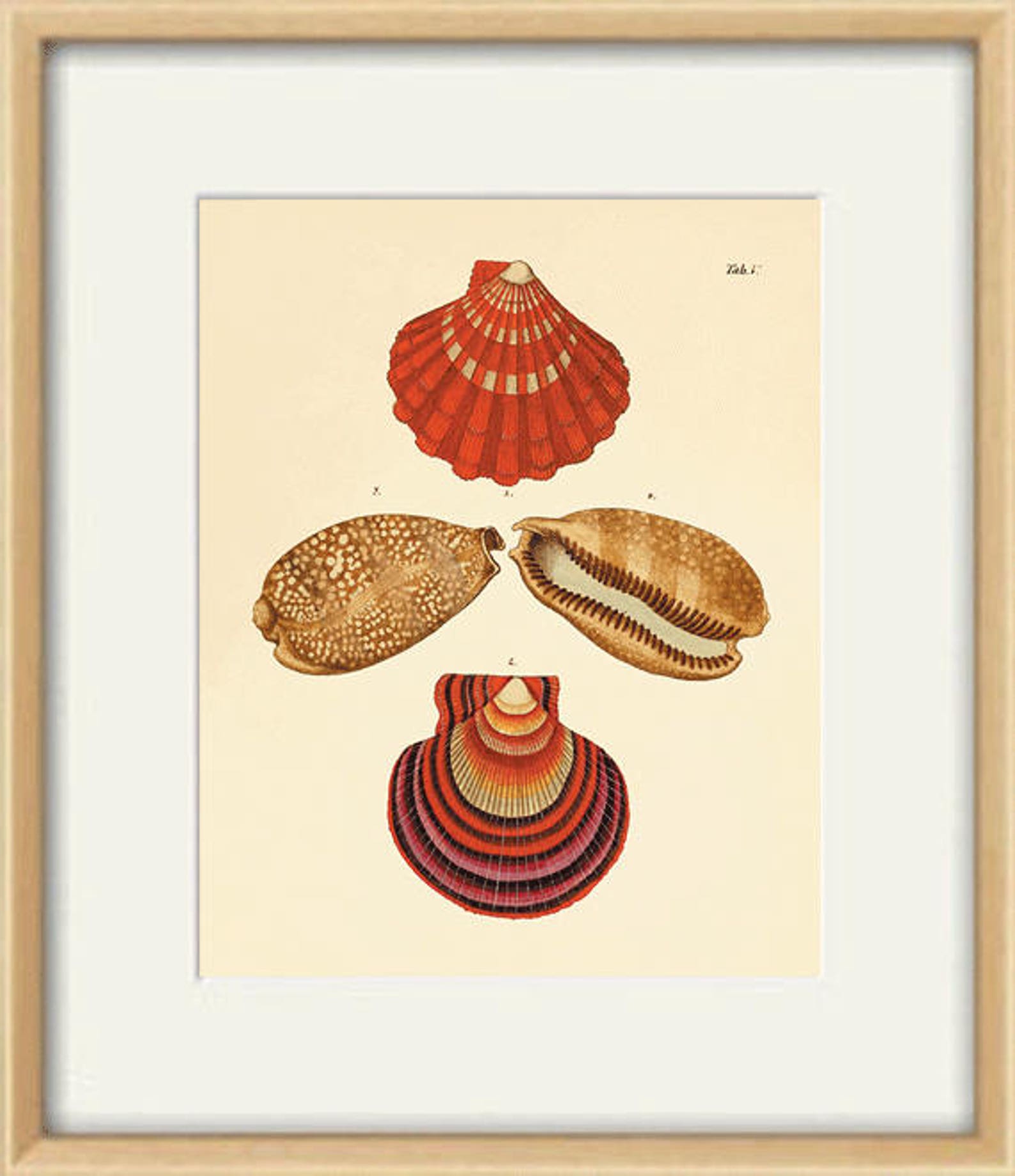 Antique Red Seashell Art Print Vintage Nautical Art Print Sea - Etsy
