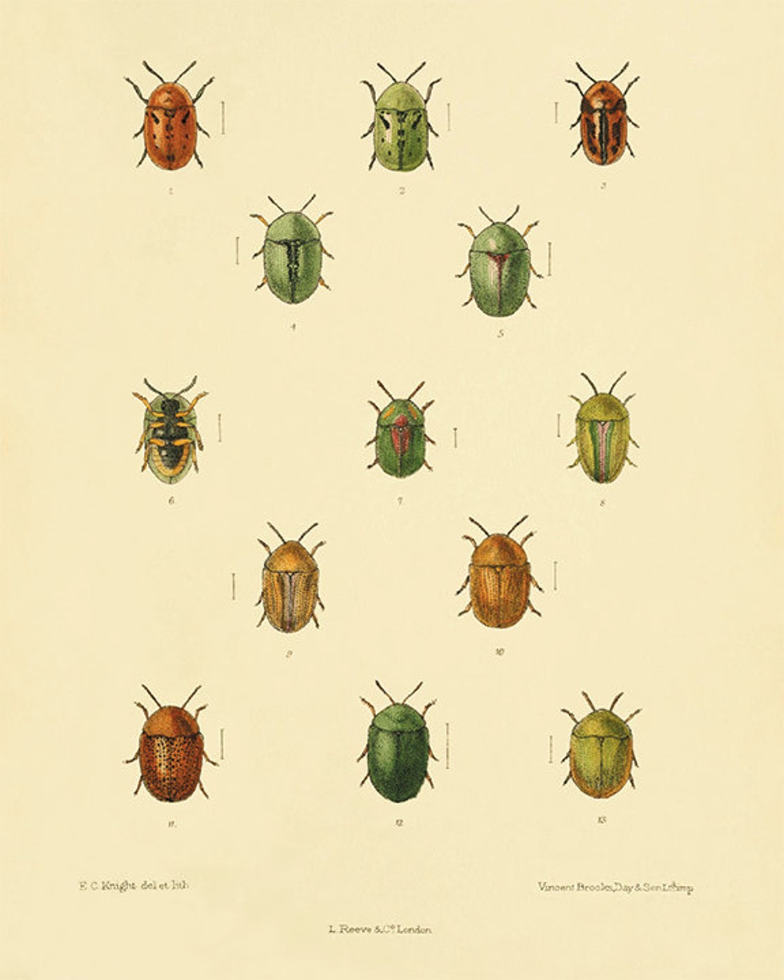 Antique Insect Art Print Beetle Art Print Insect Wall Art | Etsy