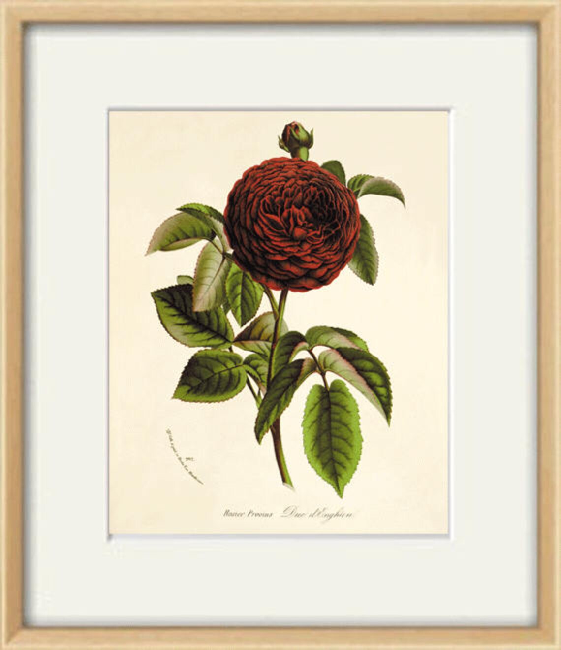 Red Rose Print Antique Prints Decor Flower Decor Botanical - Etsy