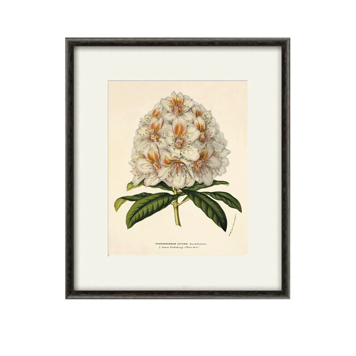 Rhododendron Art Antique Flower Art Print Botanical Art Prints - Etsy