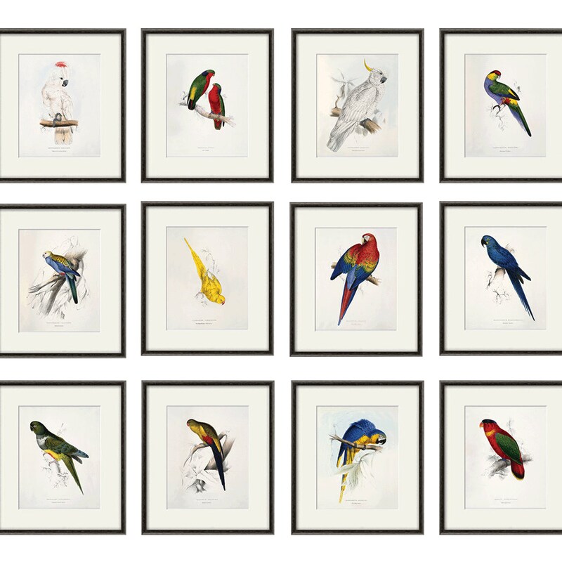 Antique Bird Prints - Etsy