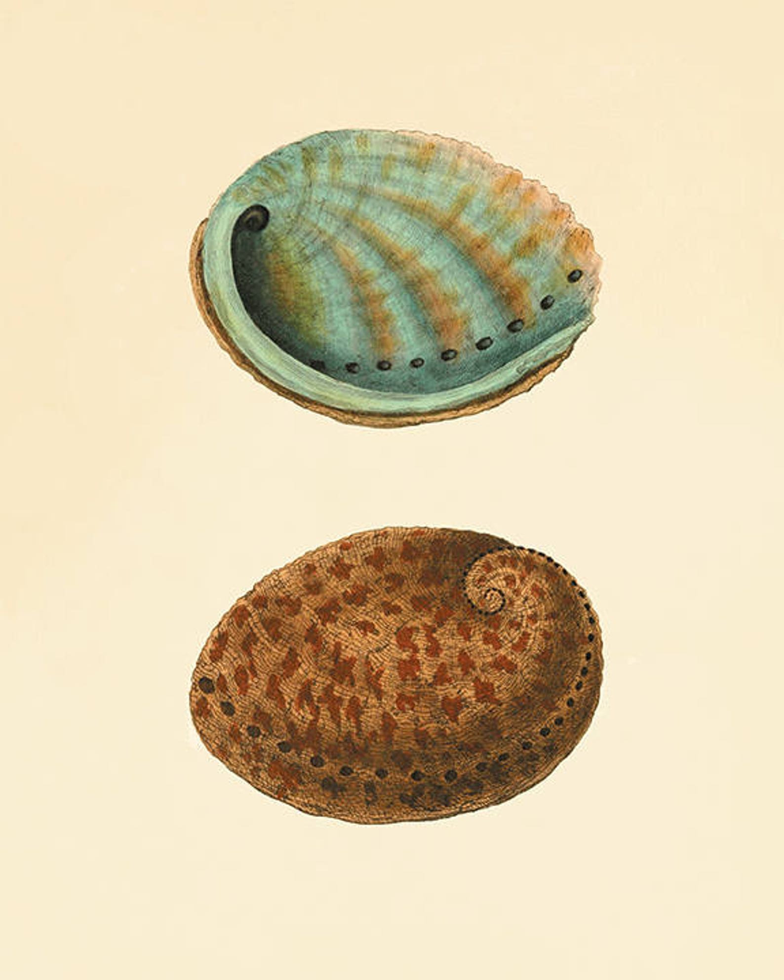 Antique Seashell Art Print Sea Beach Art Nautical Print Ocean - Etsy