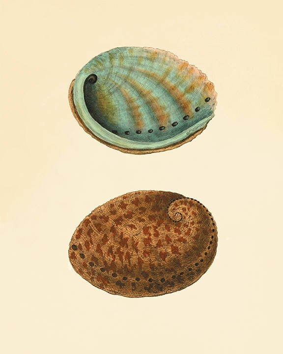 Antique Seashell art print Sea beach art nautical print Ocean | Etsy