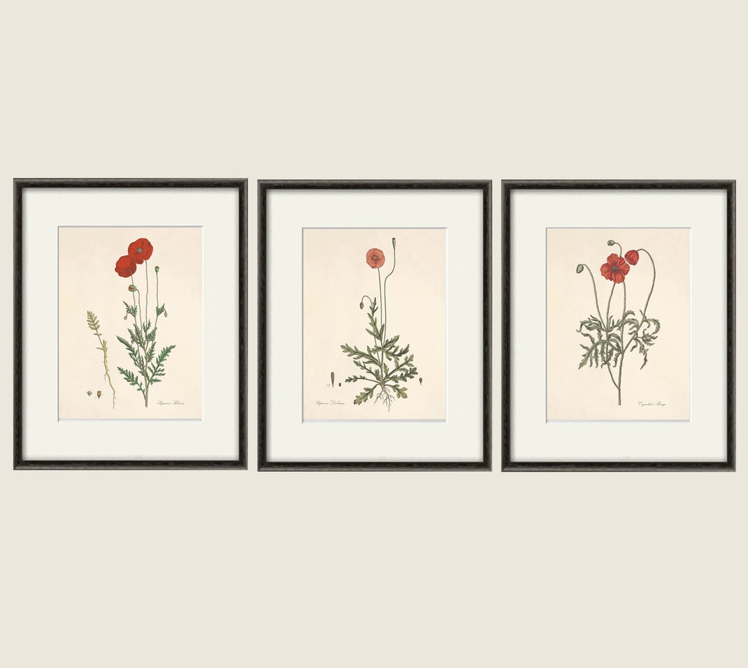 Red Poppy Art Antique Prints Flower Art Print Botanical Prints Home ...