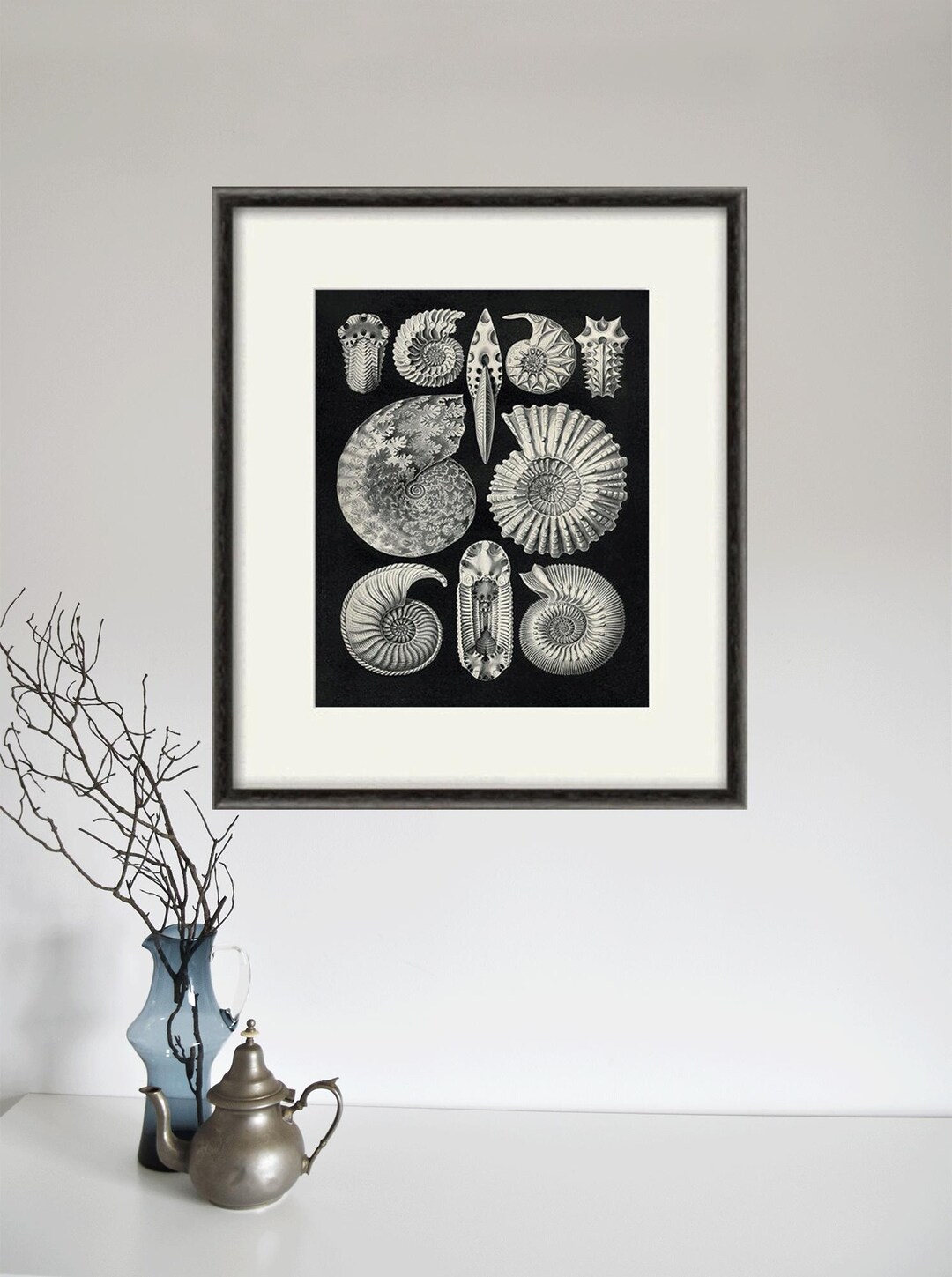 Ernst Haeckel Sea Shell Print: Vintage Nautical Wall Art - Etsy