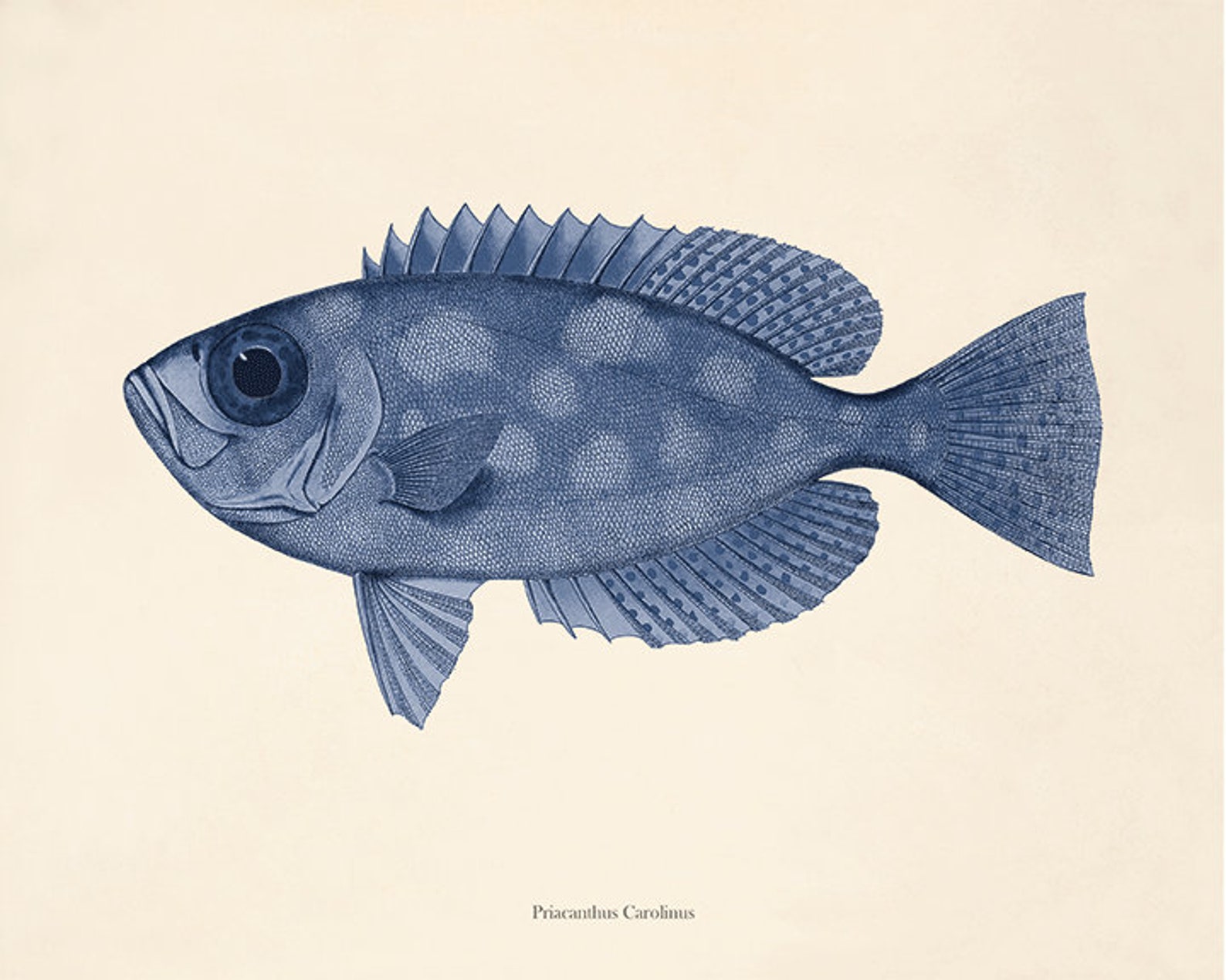 Tropical Fish Art print navy blue art fish print antique wall | Etsy