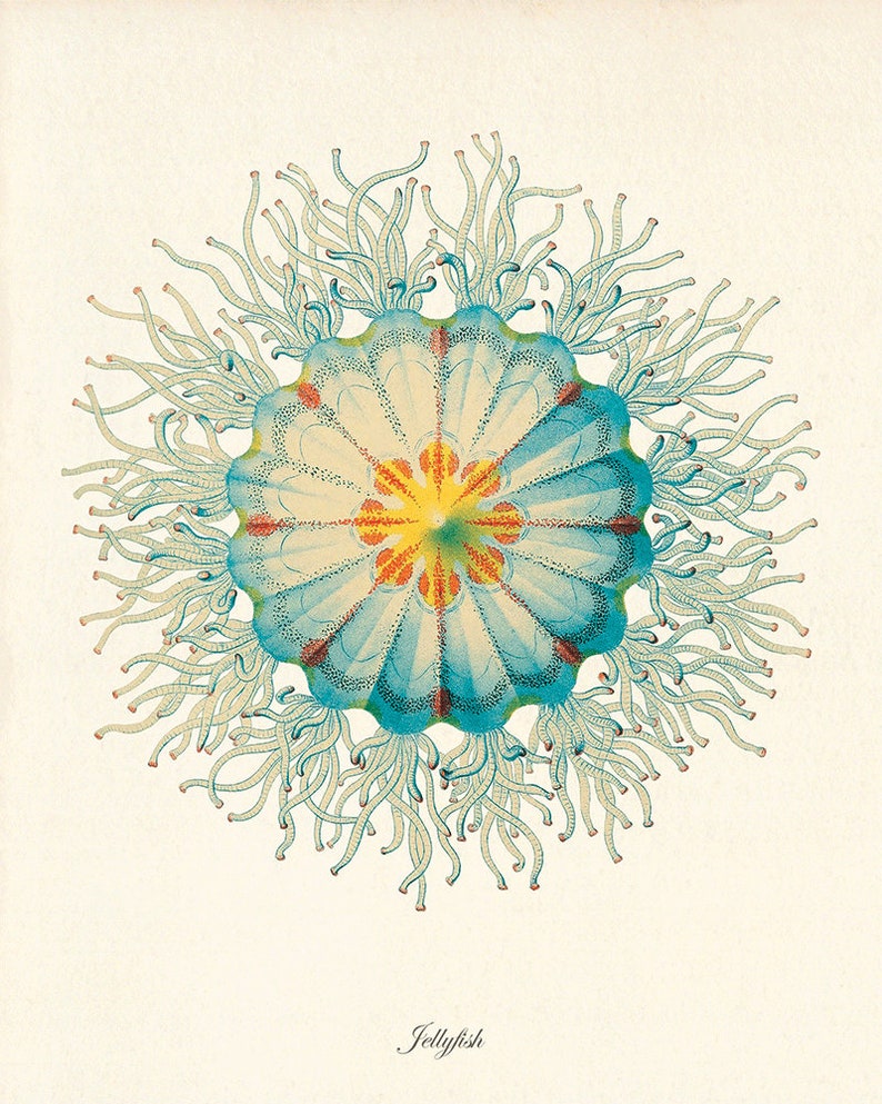 Vintage Jellyfish Art Print: Antique Ocean Coastal Wall Decor - Etsy