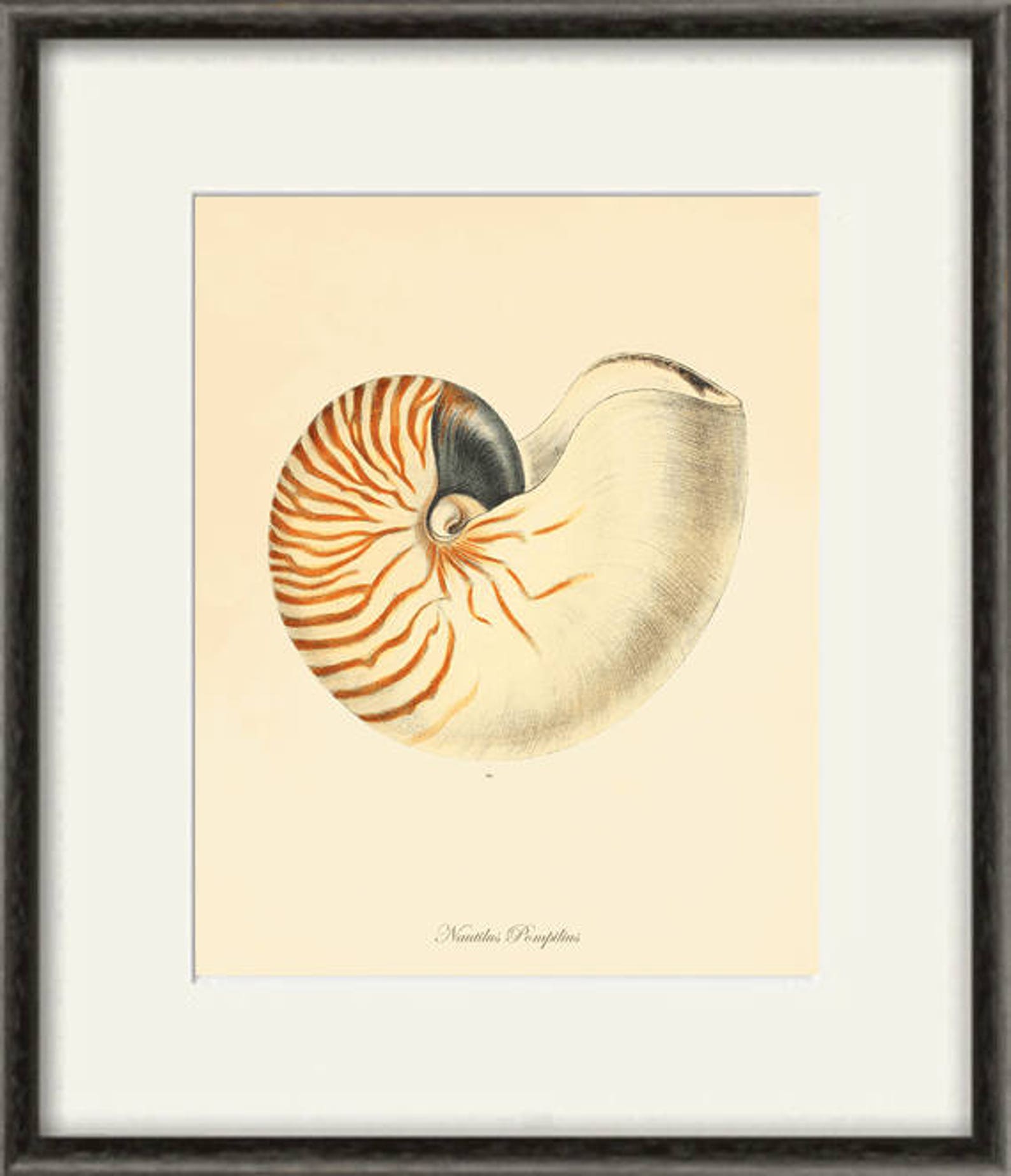 Antique Sea shell art print Sea beach art nautical print Ocean | Etsy