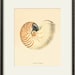 Antique Sea Shell Art Print Sea Beach Art Nautical Print Ocean Print ...