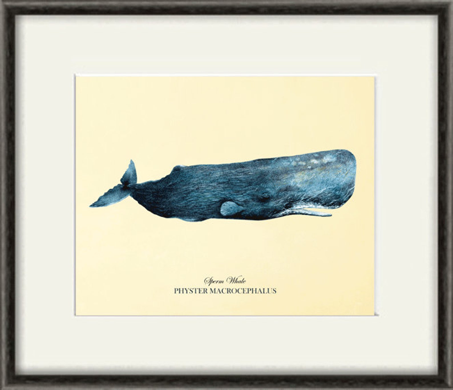 Blue Whale Art Print Antique Prints Sea Beach Art Sea Art - Etsy
