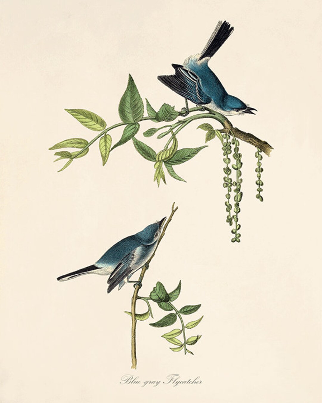 Antique Blue Bird Print: Victorian Nature Wall Art - Etsy