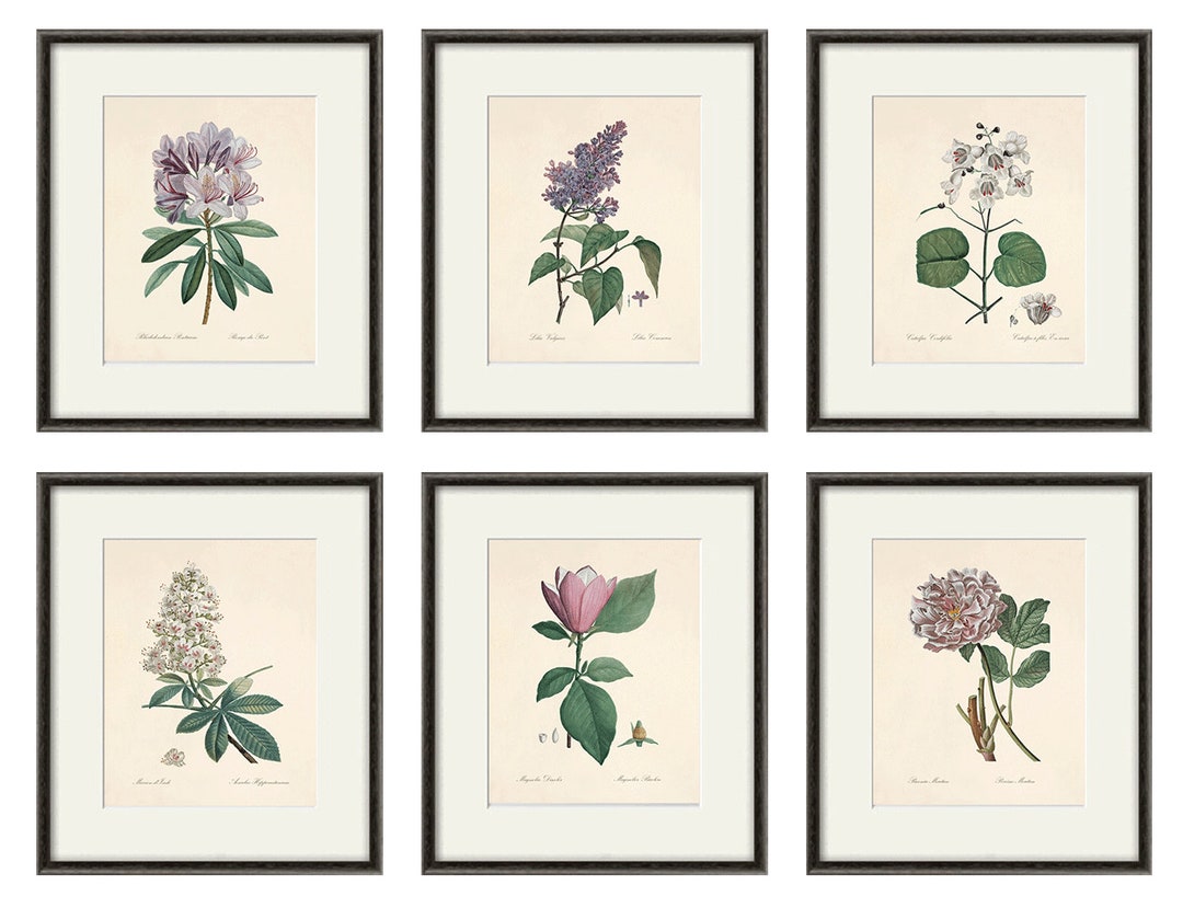 Antique Flower Art Print Set Antique Prints Pink Botanical Prints ...