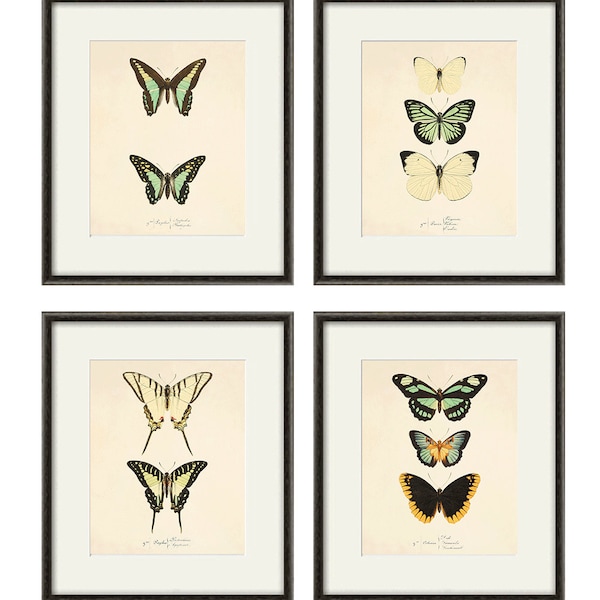 Antique Butterfly Prints - Etsy