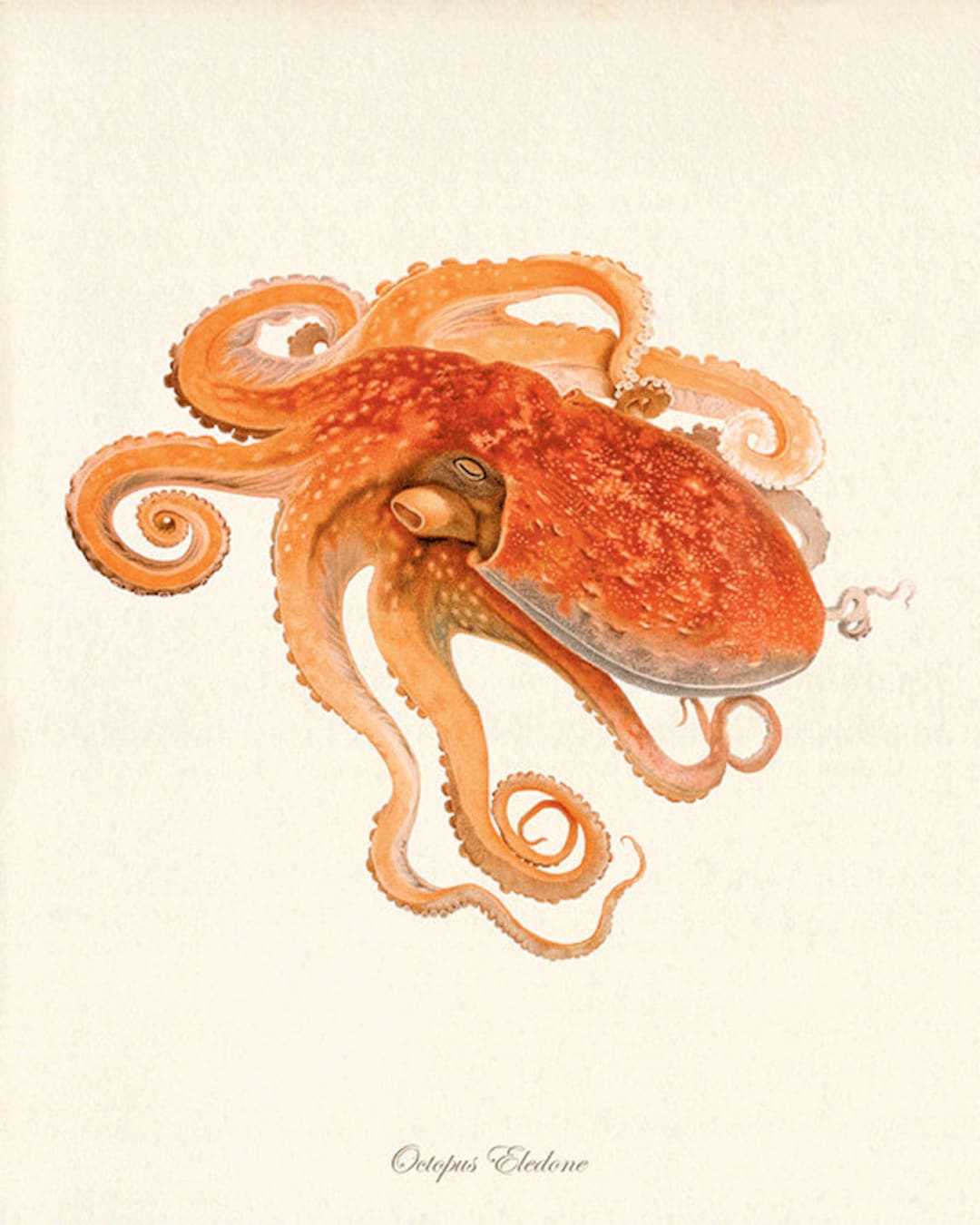 Octopus Art Nautical Art Print Set Ocean Life Art Natural History Art ...
