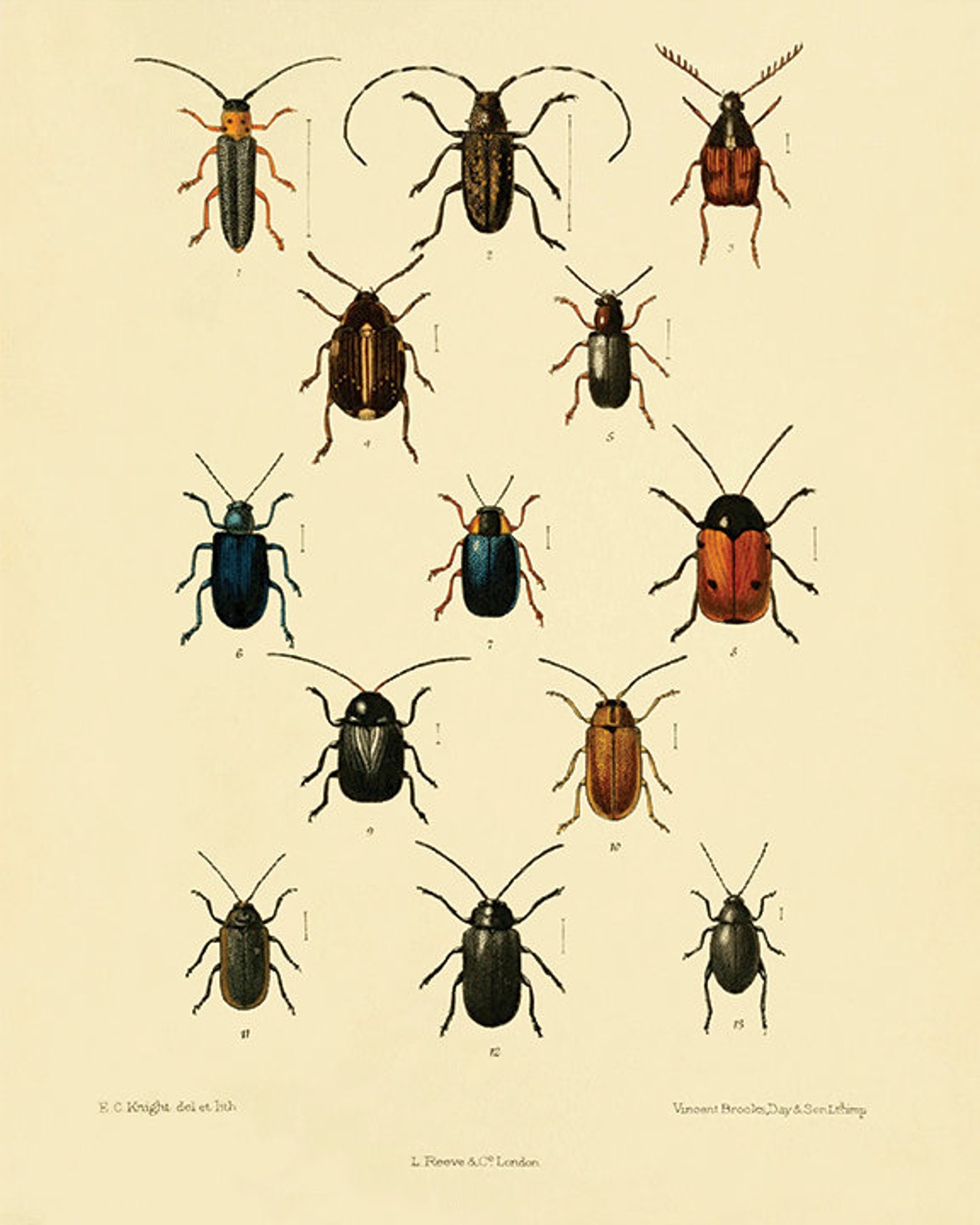 Antique Insect Art Print Beetle Art Print Insect Wall Art - Etsy