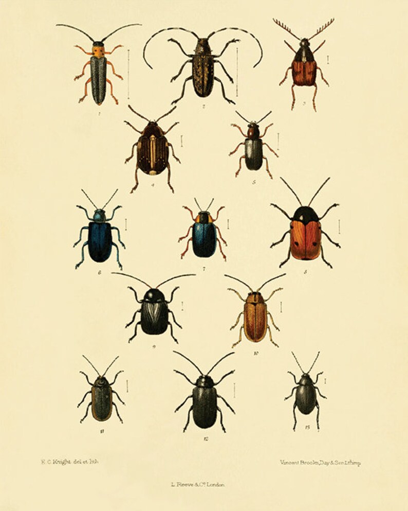 Antique Insect Art Print Beetle Art Print Insect Wall Art - Etsy