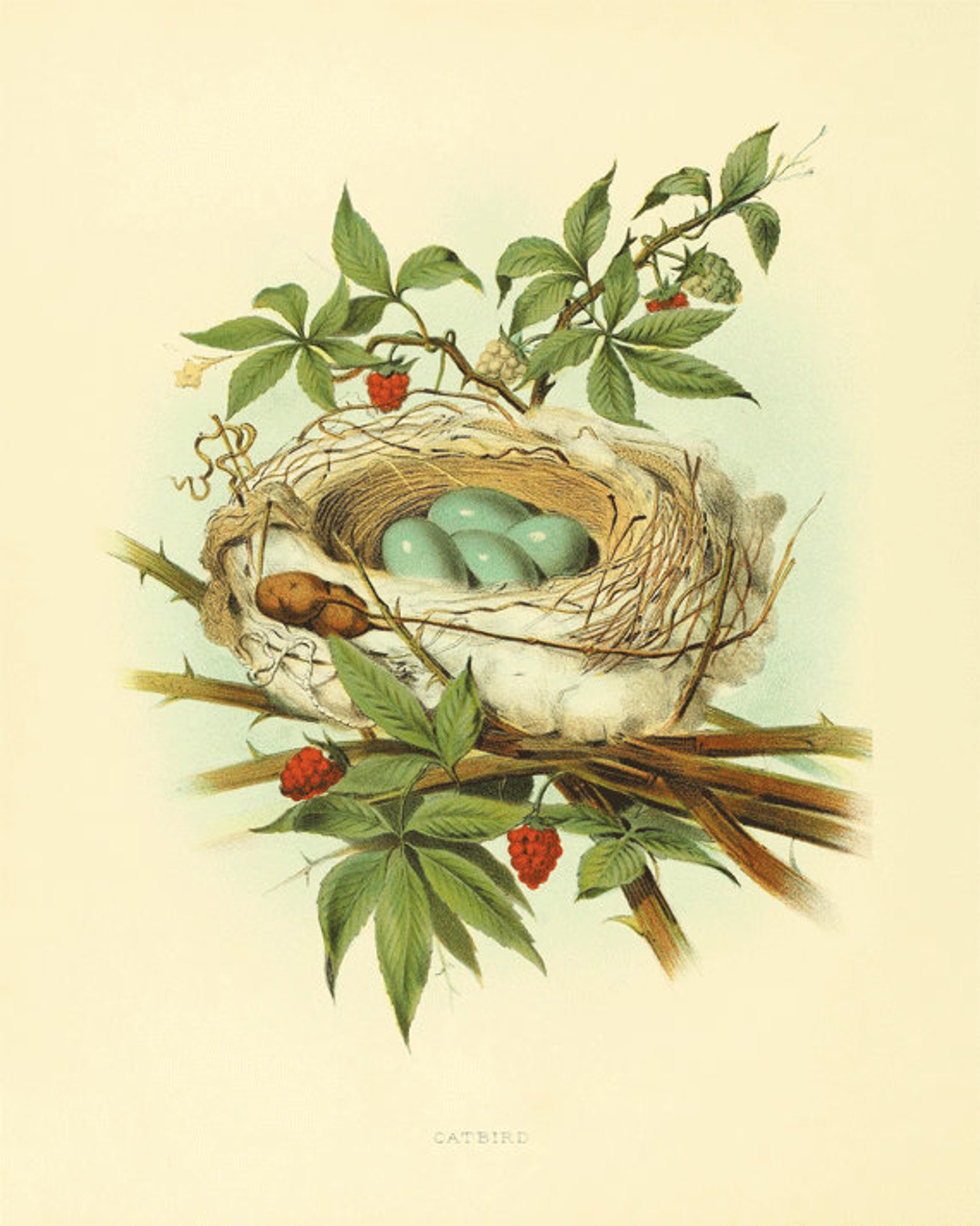 Bird nest art print Vintage Bird art print birds egg art bird | Etsy