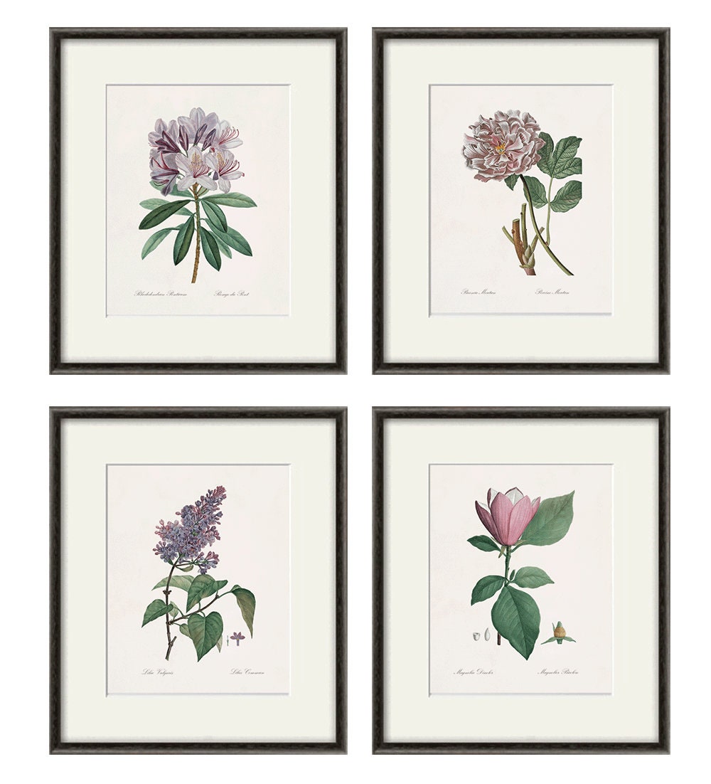 Antique botanical print Botanical art prints flower prints | Etsy