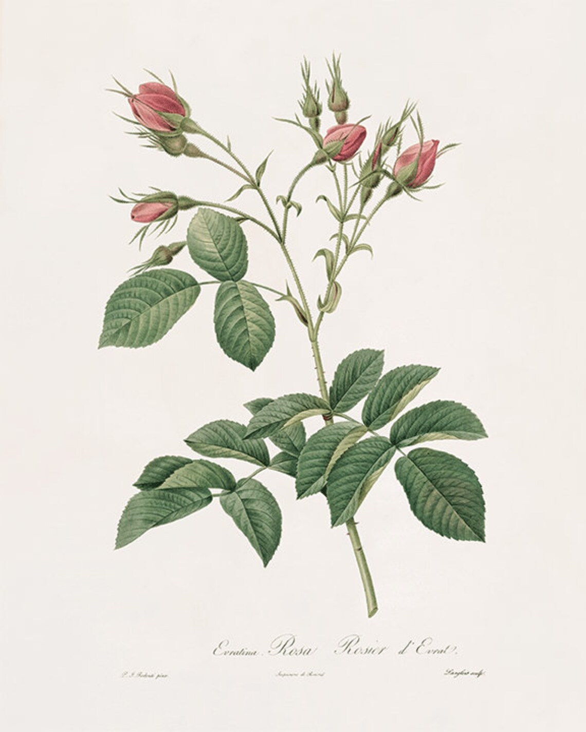 Pink Rose Art Print Vintage Flower Print Cottage Wall Art - Etsy