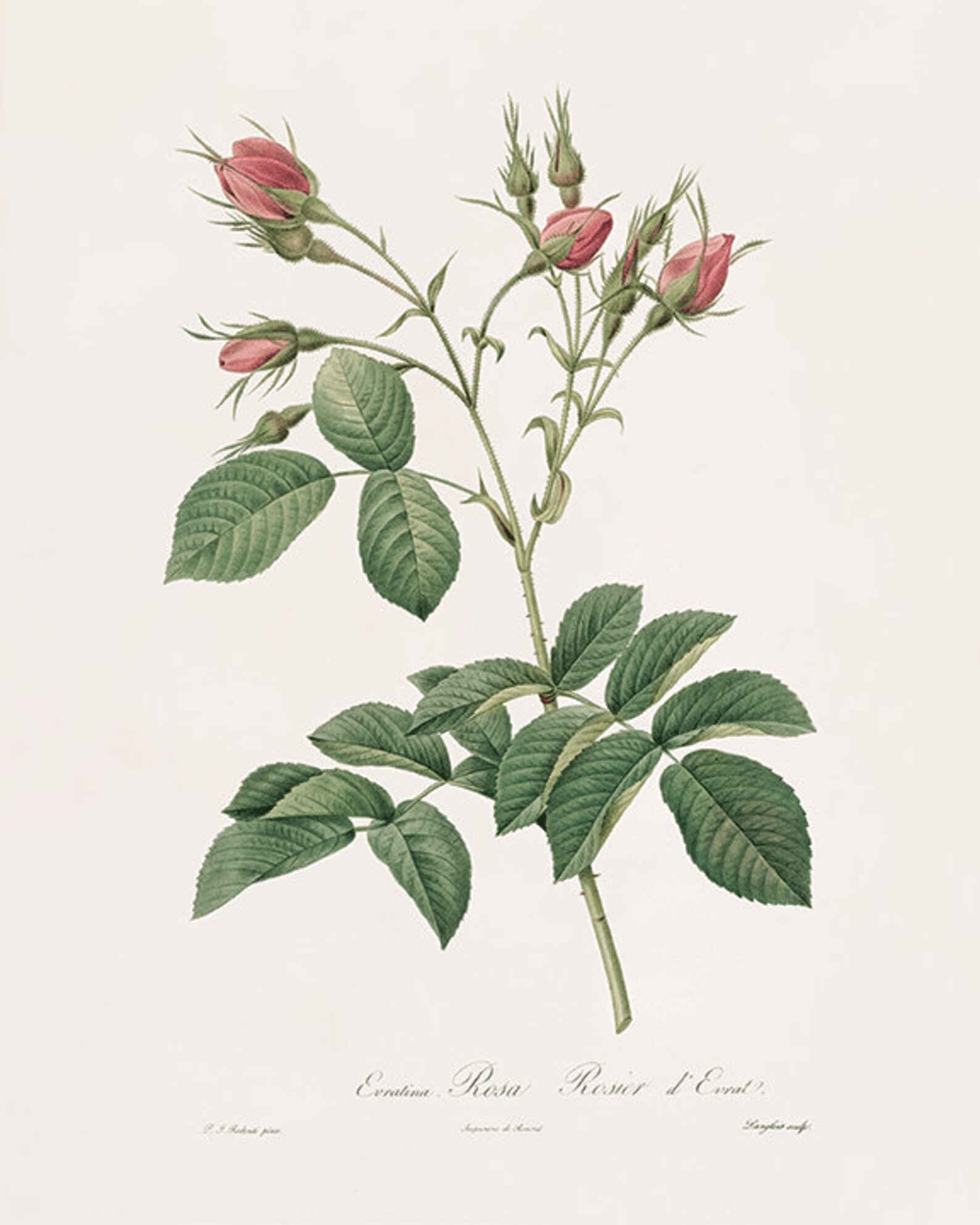 Pink Rose Art Print Vintage Flower Print Cottage Wall Art - Etsy