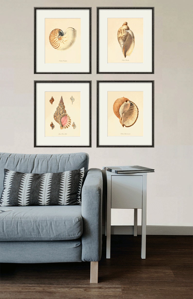 Sea Shell Beach Decor Art Nautical Print Natural History - Etsy