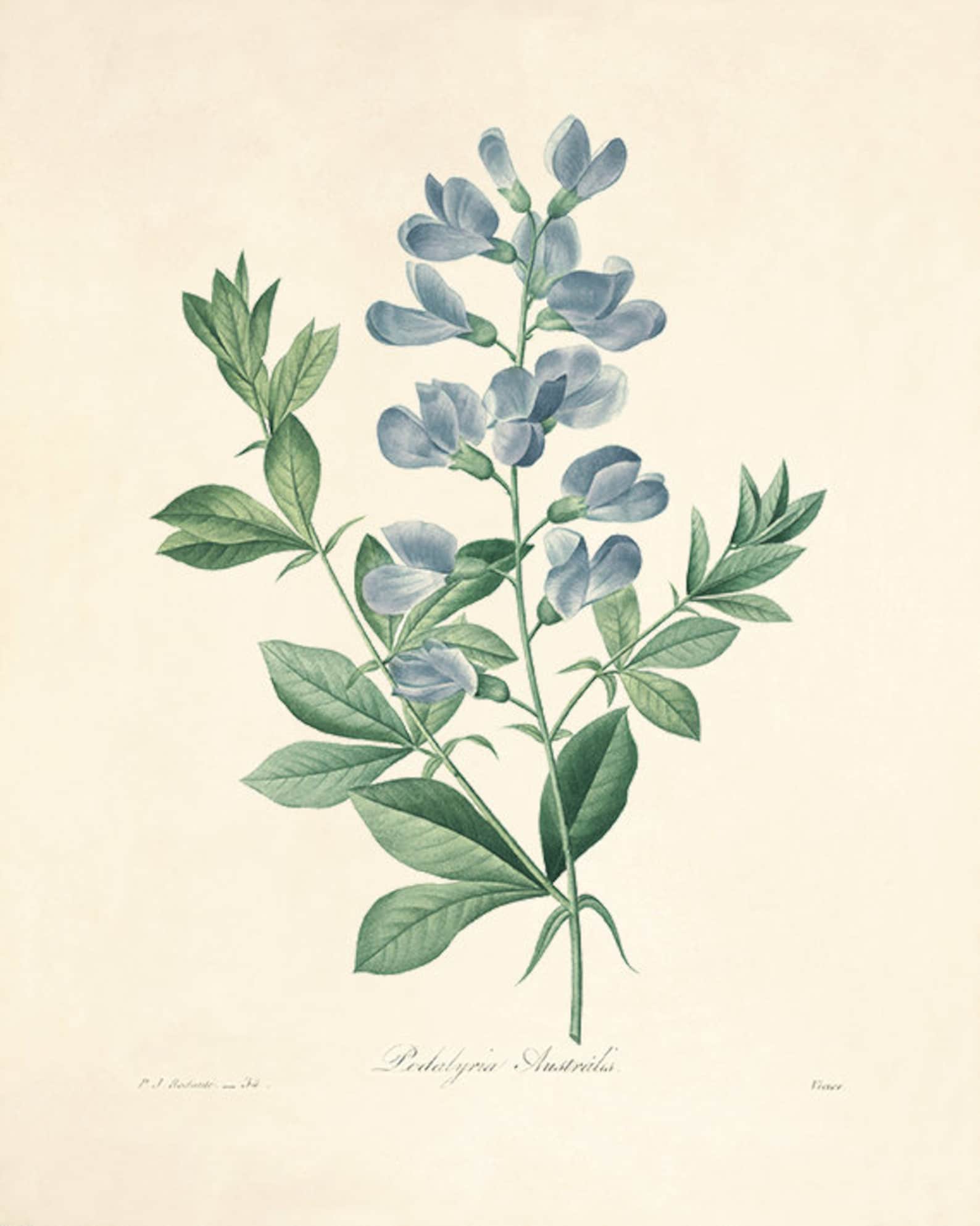 Blue flower print poster antique prints Botanical Art Prints | Etsy