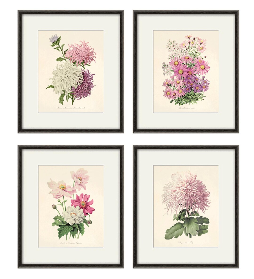 Antique Pink Flower Prints, Set of 4: Botanical Wall Art - Etsy