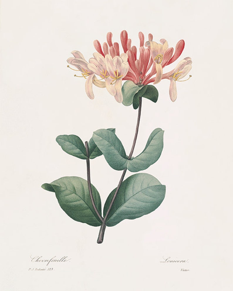 Red Botanical Prints Vintage Flower Art Cottage Wall Art - Etsy