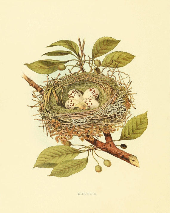 Art & Collectibles Digital Prints Vintage Bird Print etna.com.pe