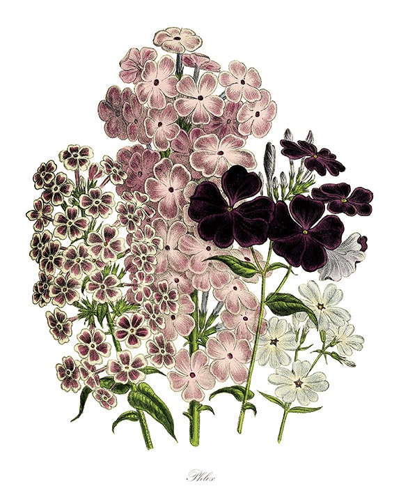 Antique Flower Art Print Set Antique Prints Pink Botanical | Etsy