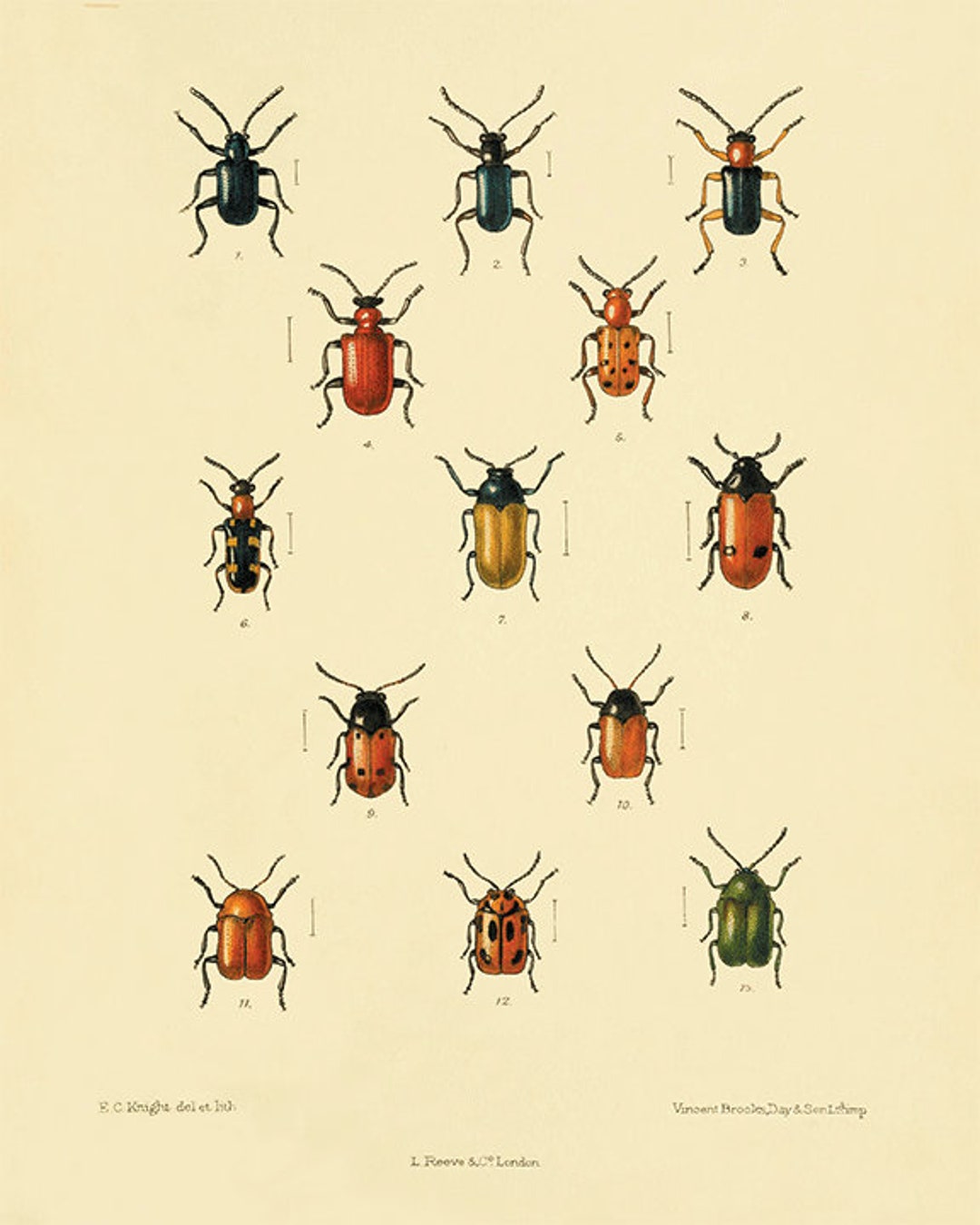 Antique Insect Art Print Beetle Art Print Insect Wall Art Vintage ...