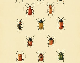 Beetle Insect Bug Vintage Natural History Art Print Entomology - Etsy