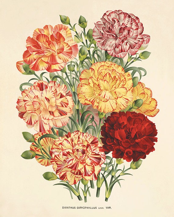 Antique Flower Prints