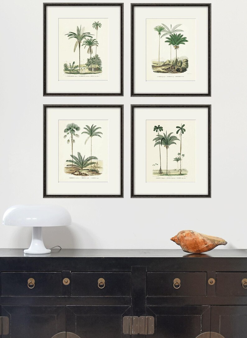 Antique Palm Tree Art Print: Victorian Botanical Illustration - Etsy