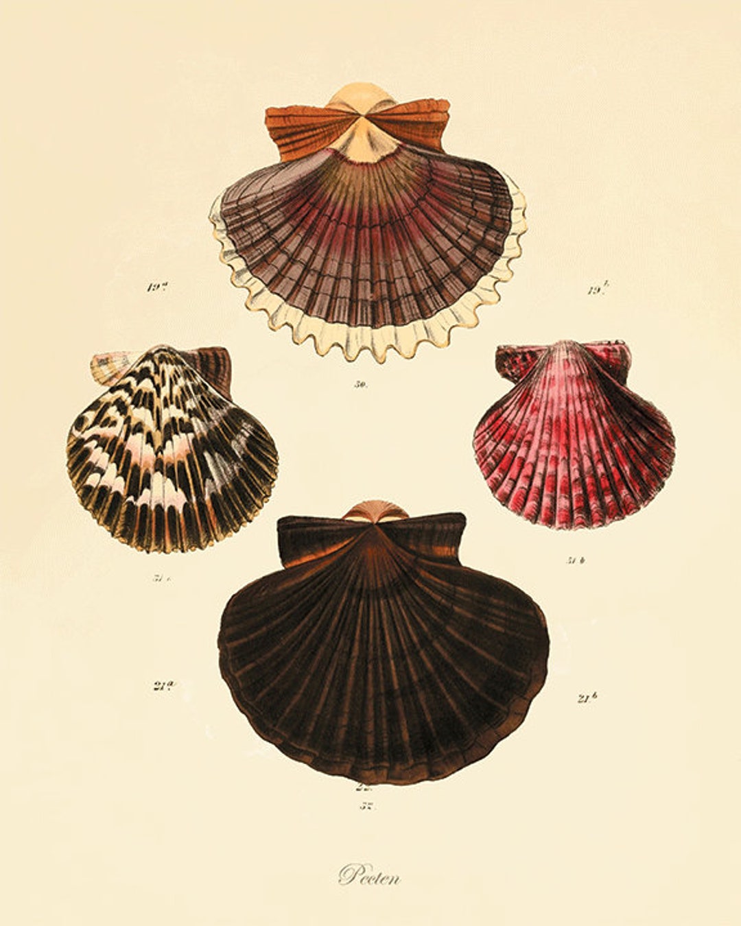 Antique Sea Shell Art Print Beach Decor Art Sea Beach Art Nautical ...