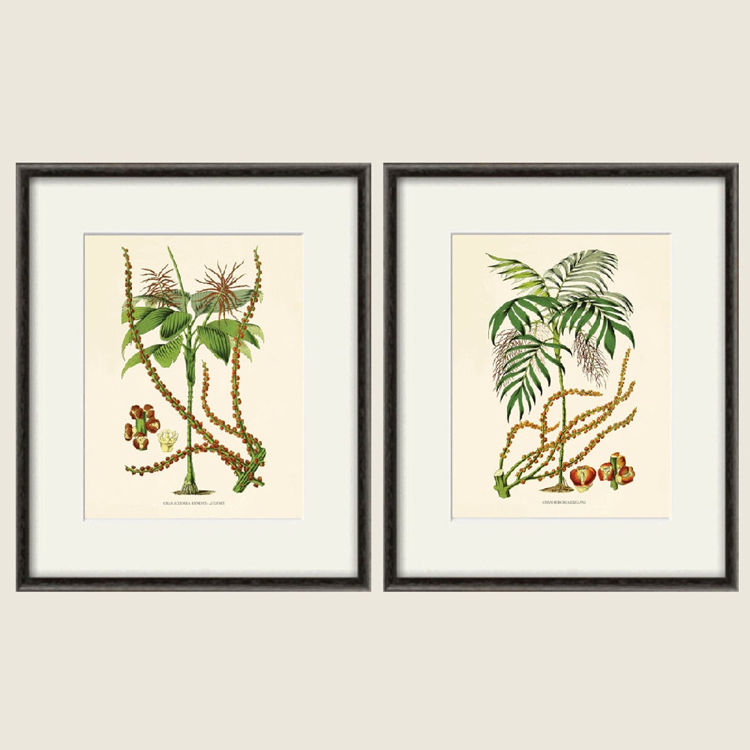 Palm Tree Art Print Antique Botanical Art Prints Home Decor Wall Art ...