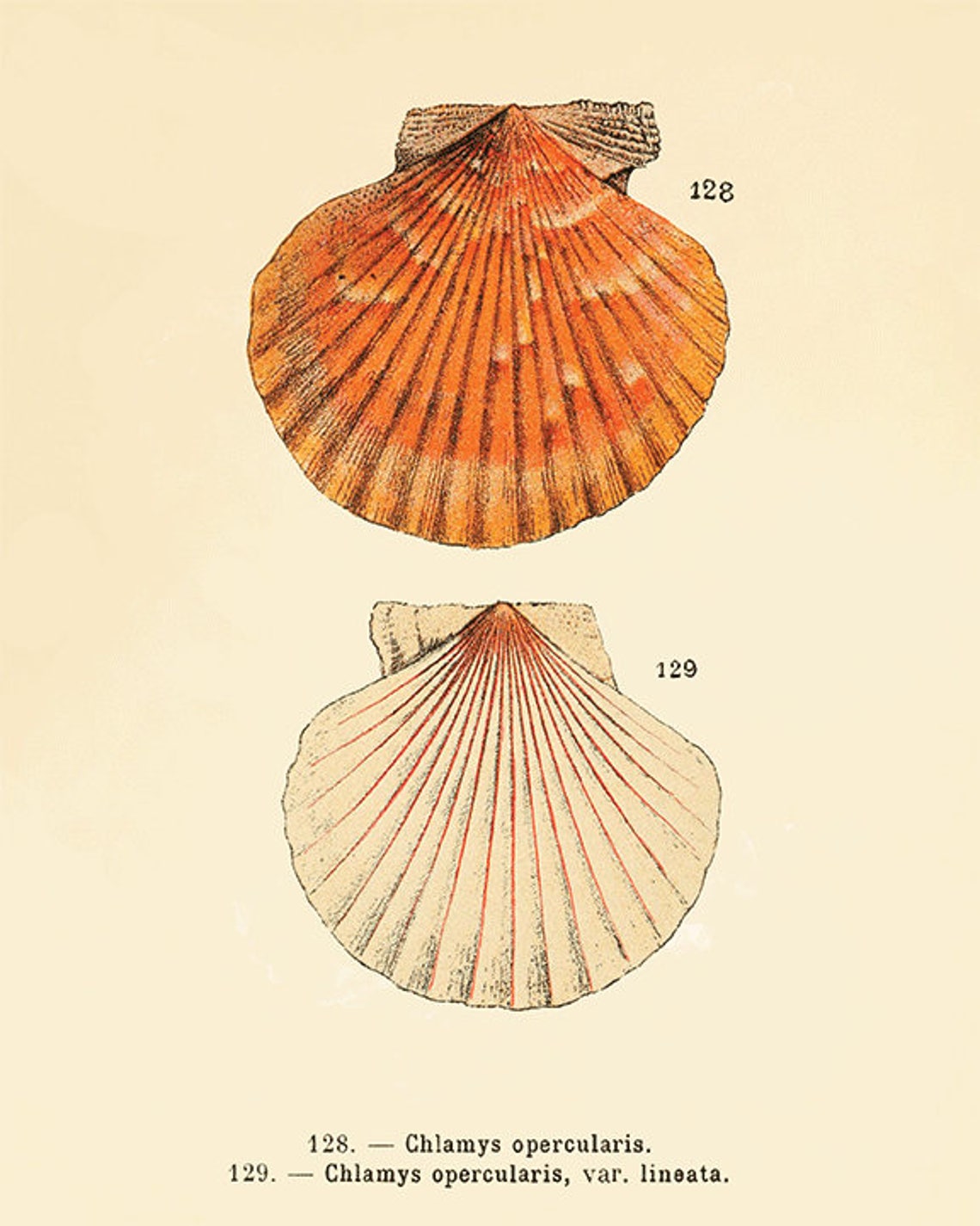 Antique Seashell Art Print Sea Beach Art Nautical Print Ocean - Etsy