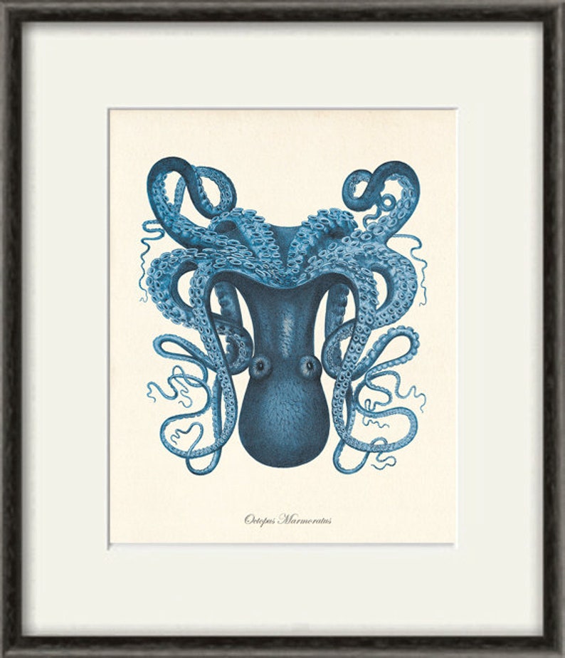 Octopus Art Antique Prints Victorian Art Print Poster Ocean - Etsy