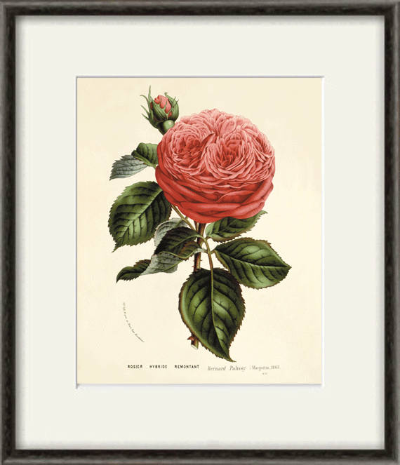 Red Rose Print Antique Flower Art Print Antique Wall Art - Etsy